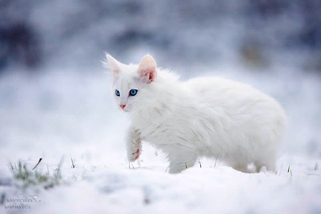 White Cats With Blue Eyes In Snow - Funny Pic