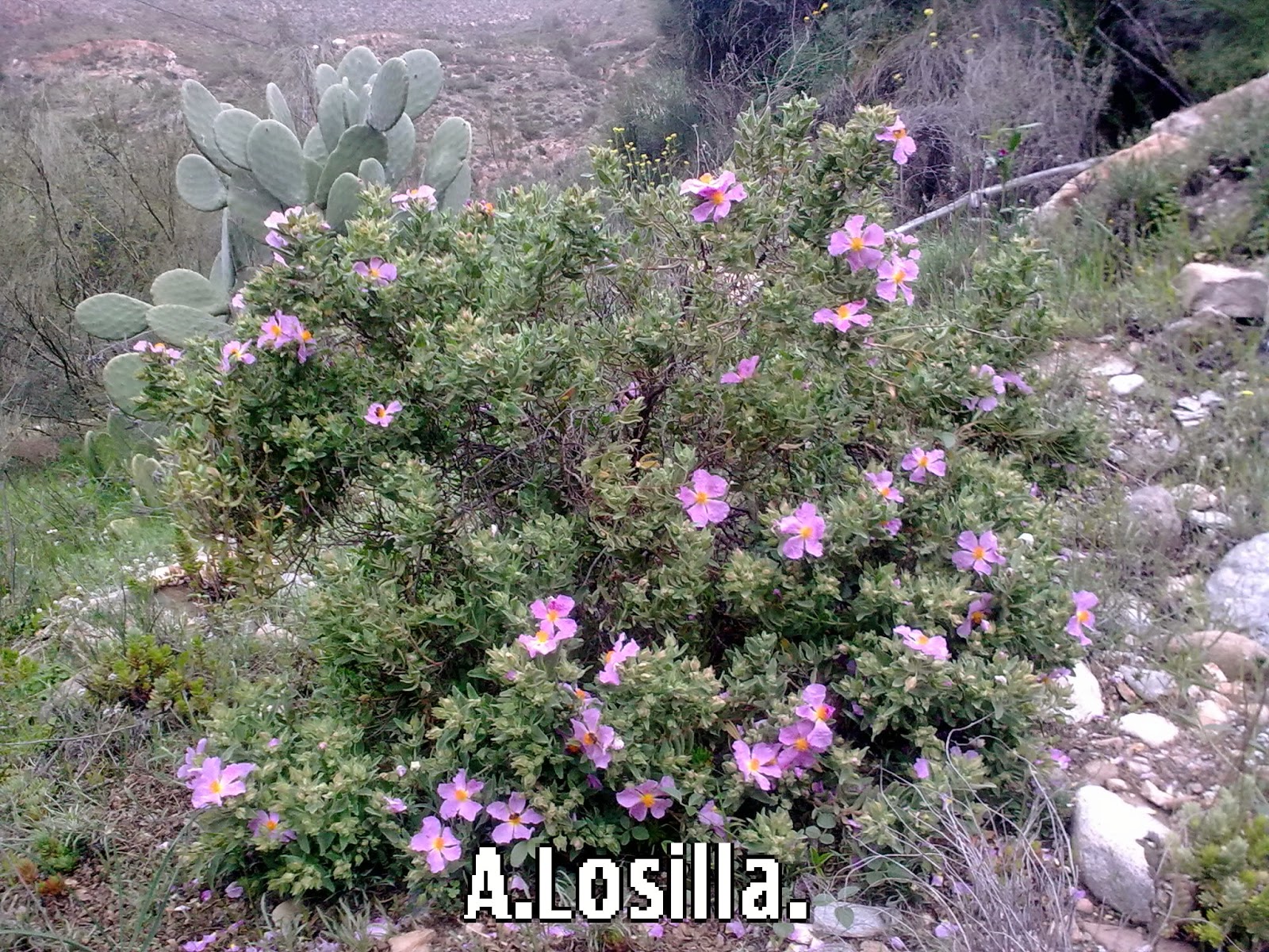 FAUNA,FLORA.-SIERRA DE LOS FILABRES-ALMERIA: JARA PRINGOSA,BLANCA Y ...