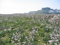 Herbs-Treat and Taste: ASPHODELS, JACOB'S STAFF: HISTORY, BENEFITS AND ...