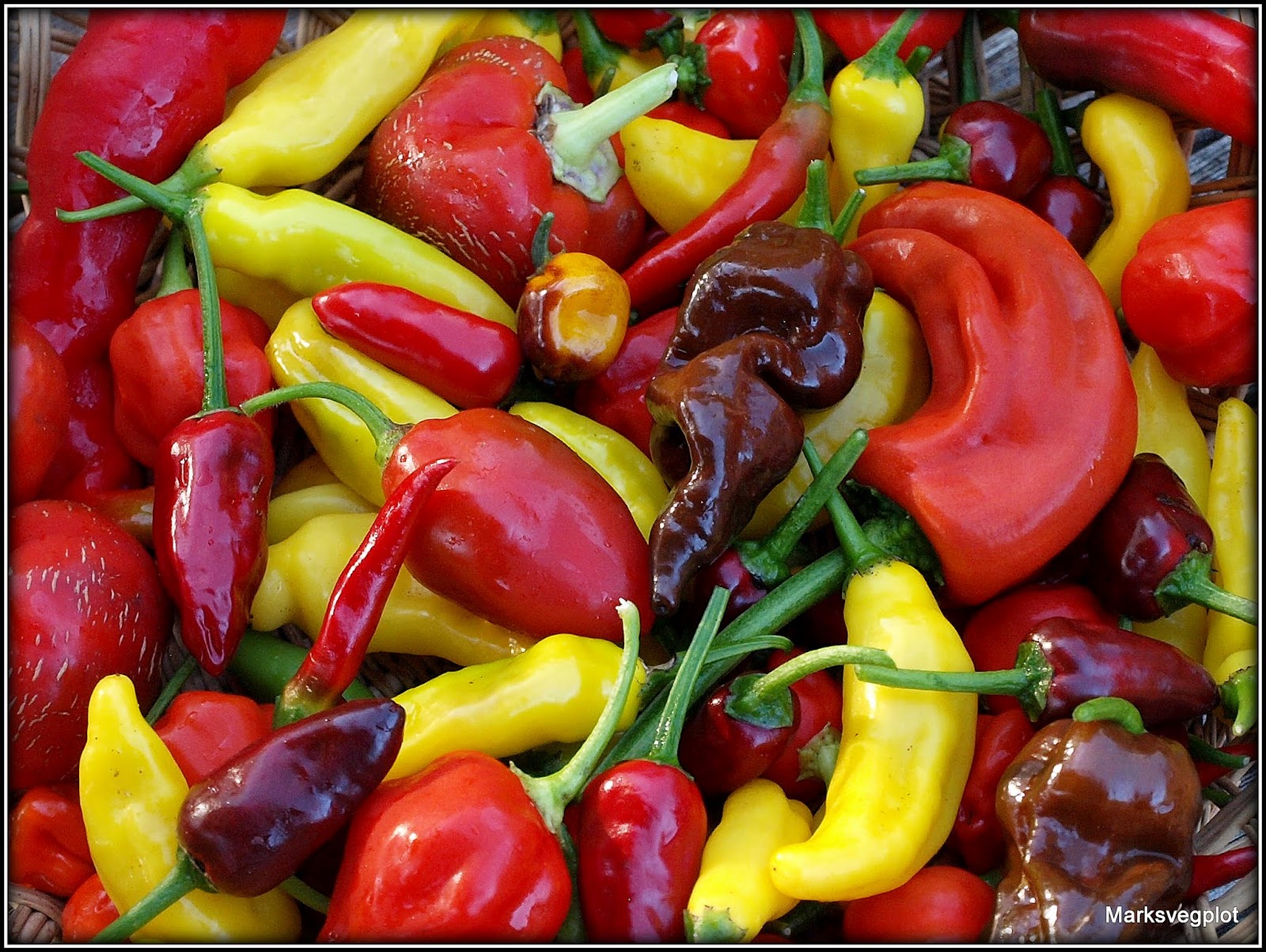 Mark's Veg Plot: Harissa