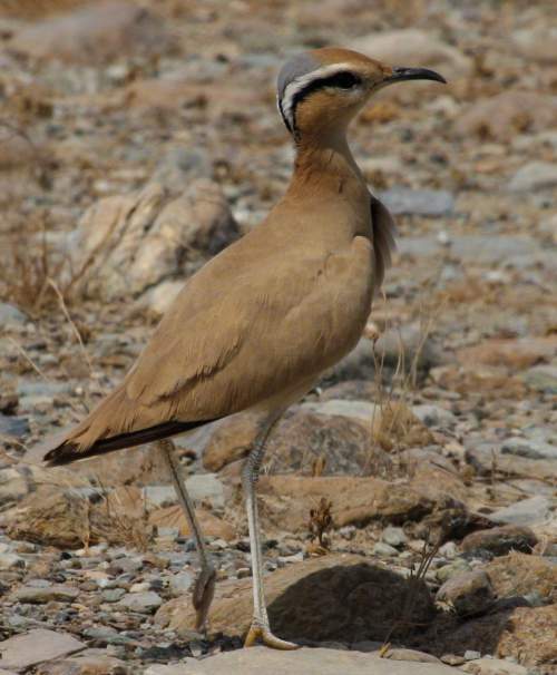 Cream-coloured courser | Birds of India | Bird World