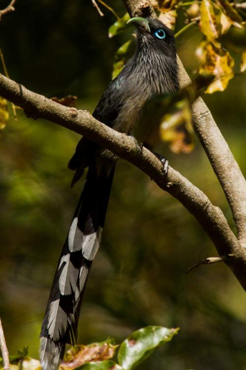Blue-faced malkoha | Birds of India | Bird World