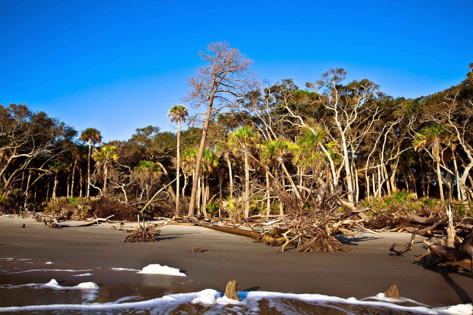 Lincoln's Domain: Hunting Island State Park, South Carolina