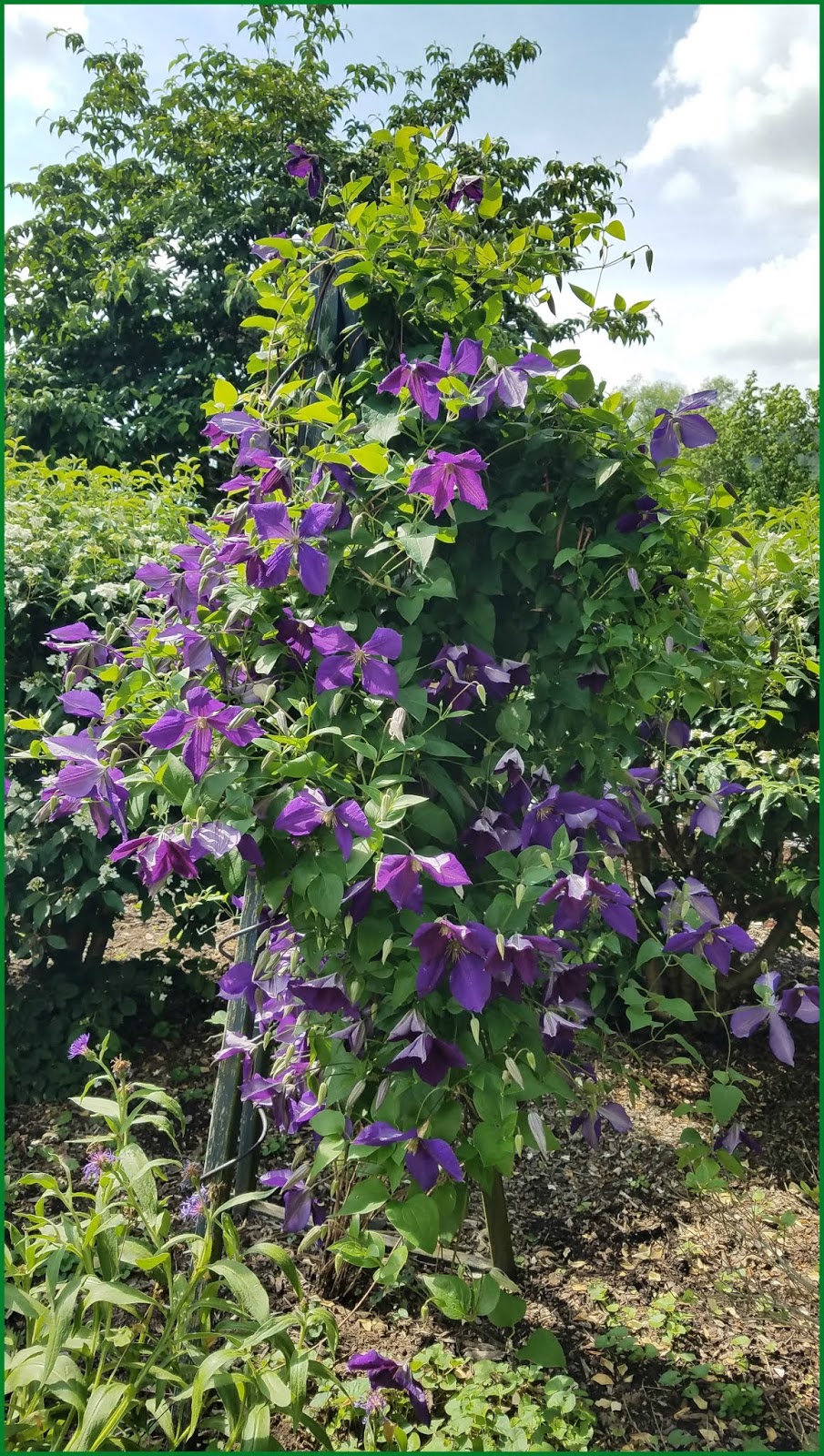 Panoply: A Garden of a Certain Age