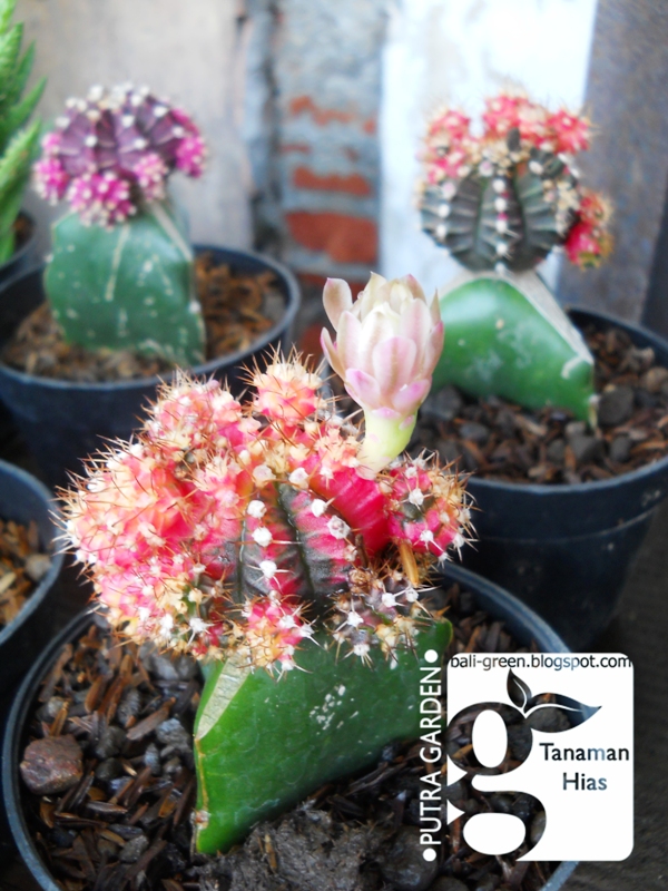 Jual Tanaman Hias Kaktus Mini Merah dan Ungu Termurah di Denpasar Bali ...