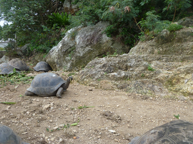 Okinawan Odyssey: Ie Shima: The Giant Tortoises