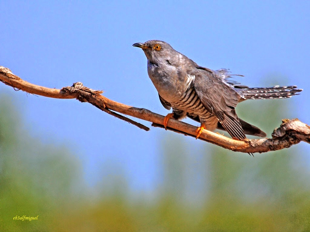 MIS AMIGAS LAS AVES: Cuco común (Cuculus canorus)