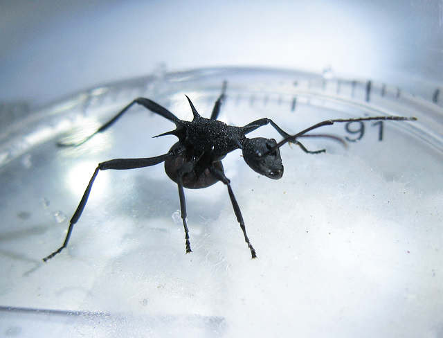 Photos and Info on Ants and Termites of Malaysia: Polyrhachis armata