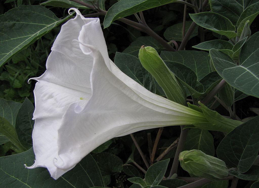 Living Temples: SOMA