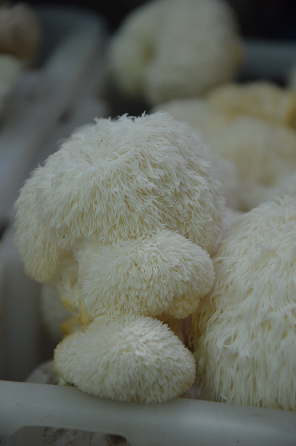 Diah Didi's Kitchen: Tak Pernah Bosan..Makan di Warung jejamuran..Jika ...