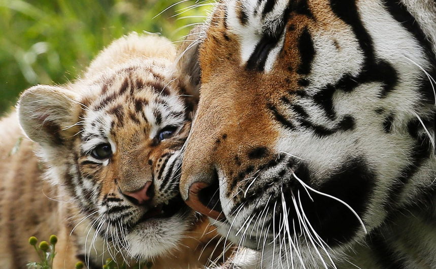 Cantinho da Francicleide: Filhotes de tigre-siberiano