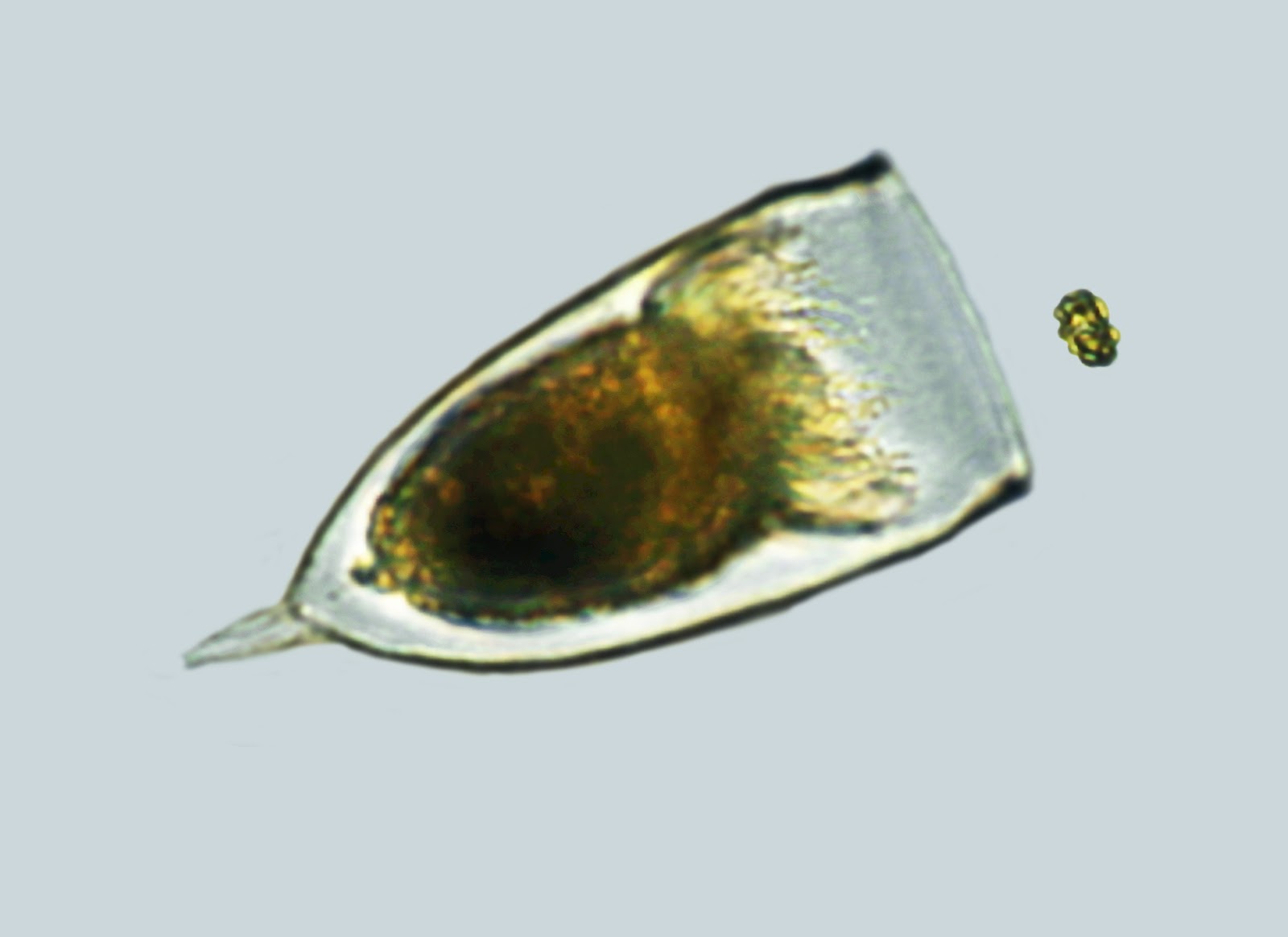 Plankton Portraiture: Collaborations with URI Scientists: Favella and ...