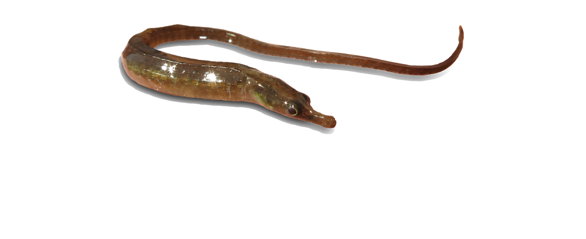 RIVER PIPE FISH ~ Everything About Fish
