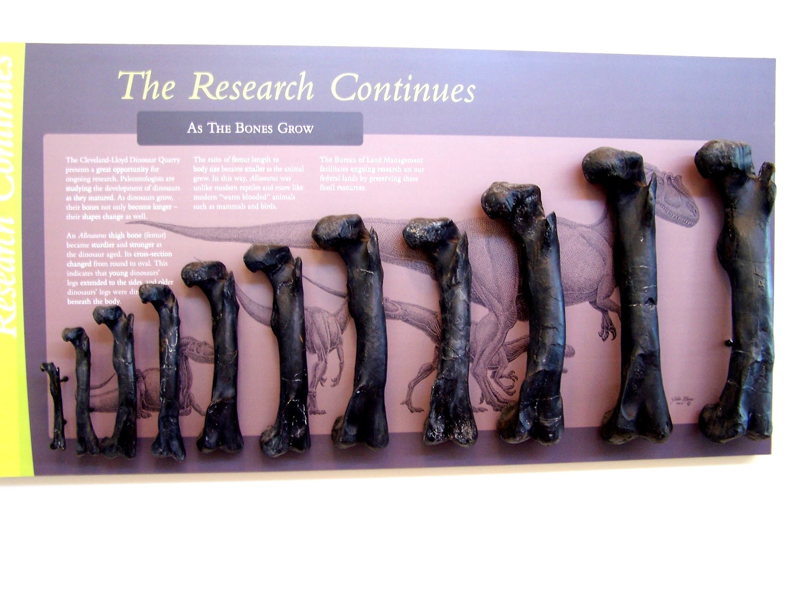 The Natural World: December 2012