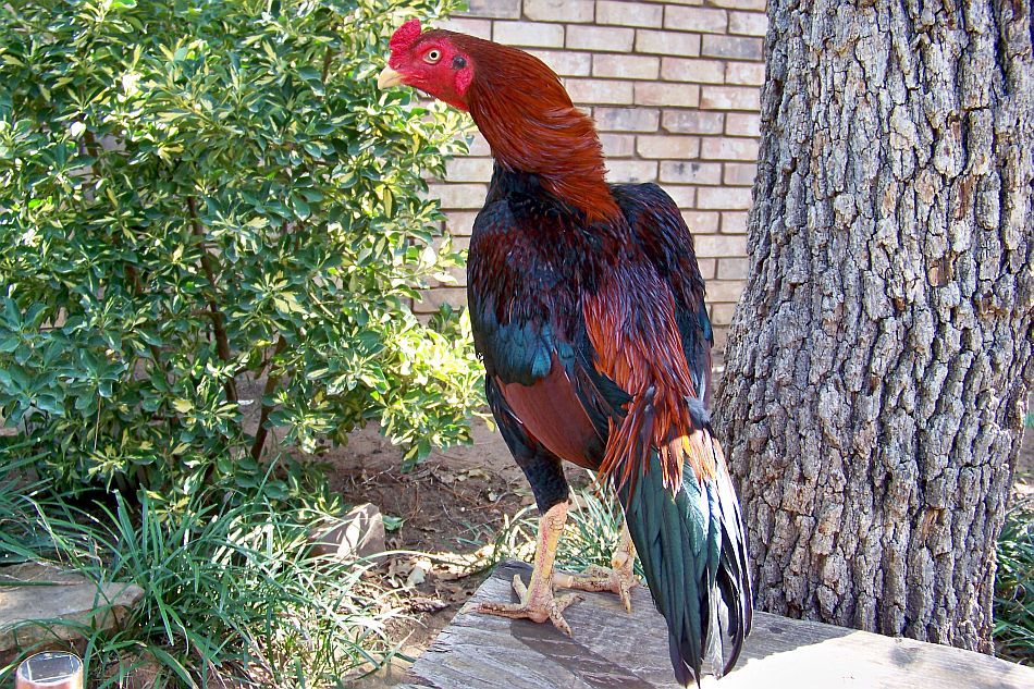 Red Asil Pictures - Laakha Aseel Pictures | Raja Asil