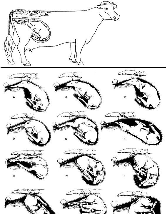 Penyebab Induk Sapi Susah Melahirkan Dan Cara Mengatasinya | Gemar ...