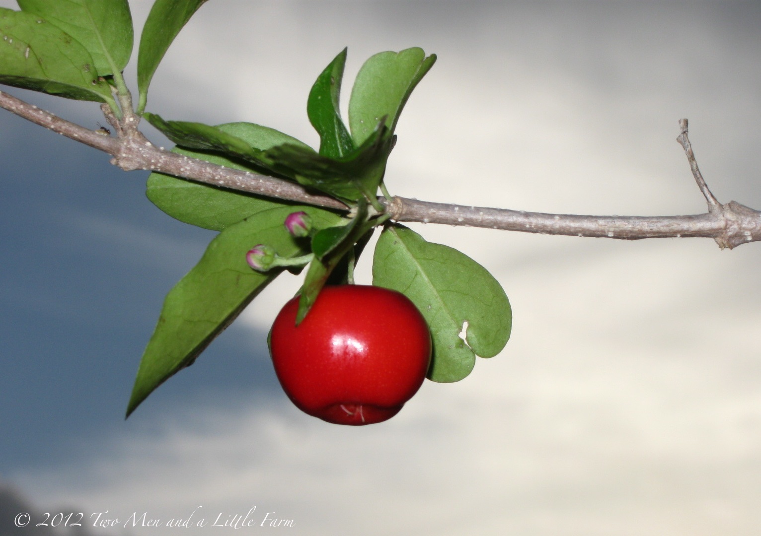 Two Men and a Little Farm: WE HAVE BARBADOS CHERRIES