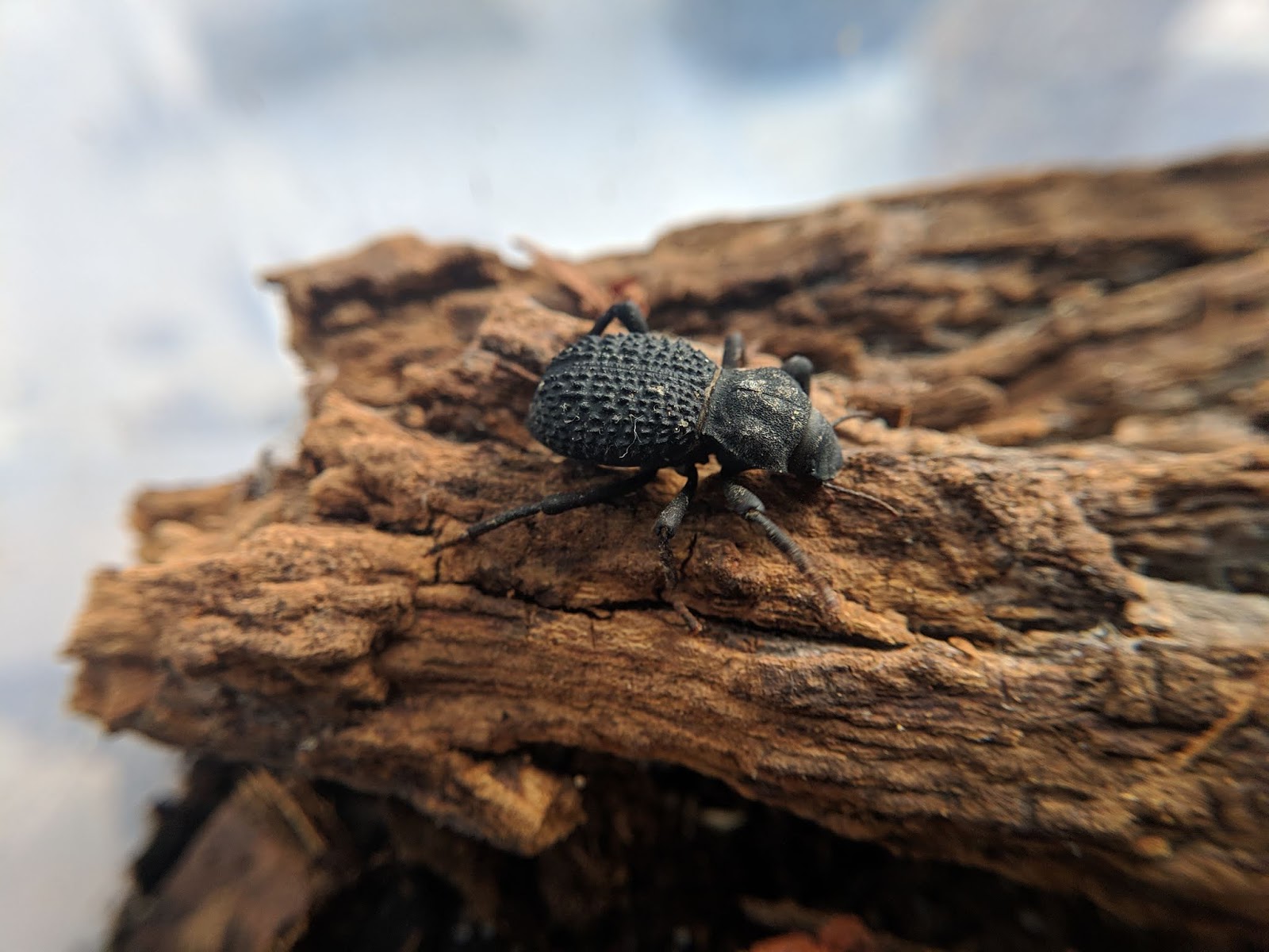 Cycloptic Exotics Availability