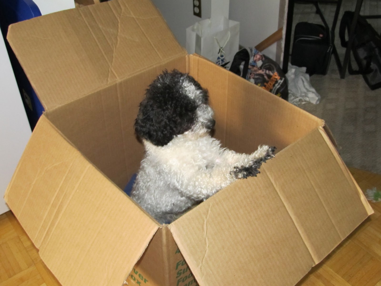 Celebrating National Pet Week - A Cute Angle