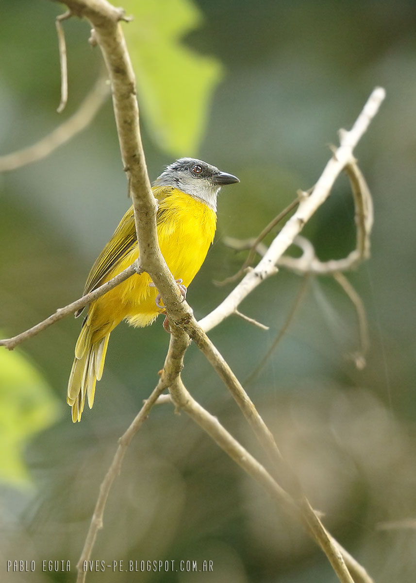 mis fotos de aves: Eucometis penicillata Tangara Cabecigris Gray-headed ...