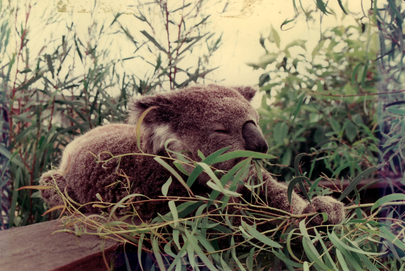 Tilligerry Habitat: Koalas,their life and HKPS