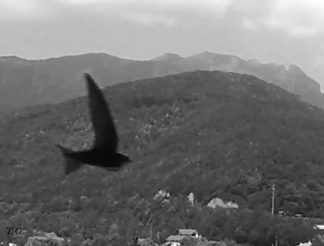 PASARI DIN ROMANIA: DREPNEA NEAGRA, Apus apus