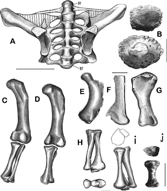 Extinct Animal of the Week: Speculative Characteristics