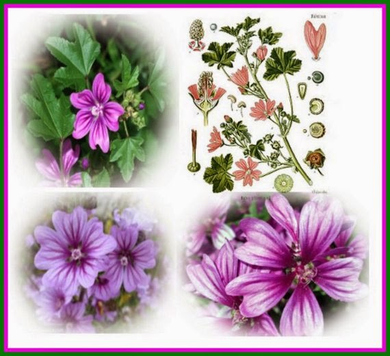 REMEDIOS A BASE DE PLANTAS: octubre 2014