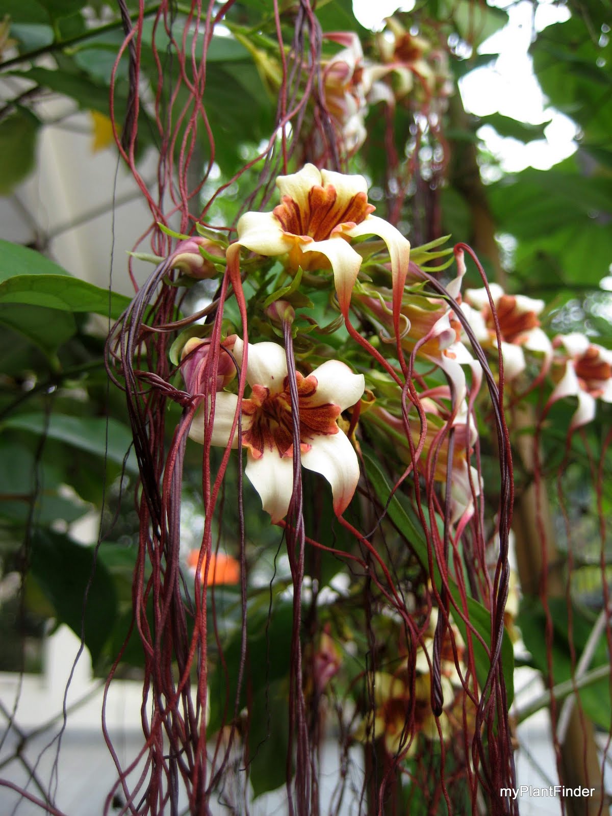 MY PLANT FINDER | Plant Guide: Strophanthus preussii