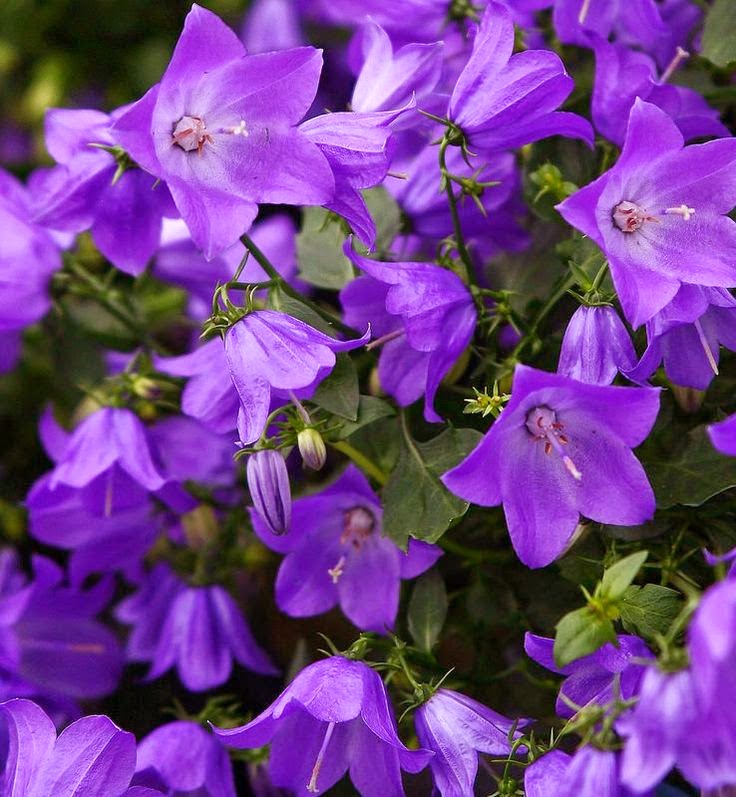 CAMPANULA 'Spring Bell' | Dreaming Gardens pub