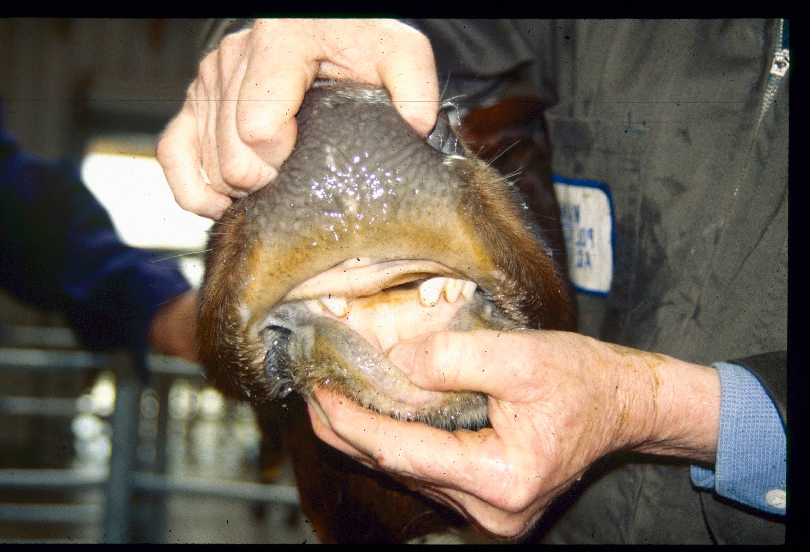 Woolshed 1: Grazing problems with cows’ teeth