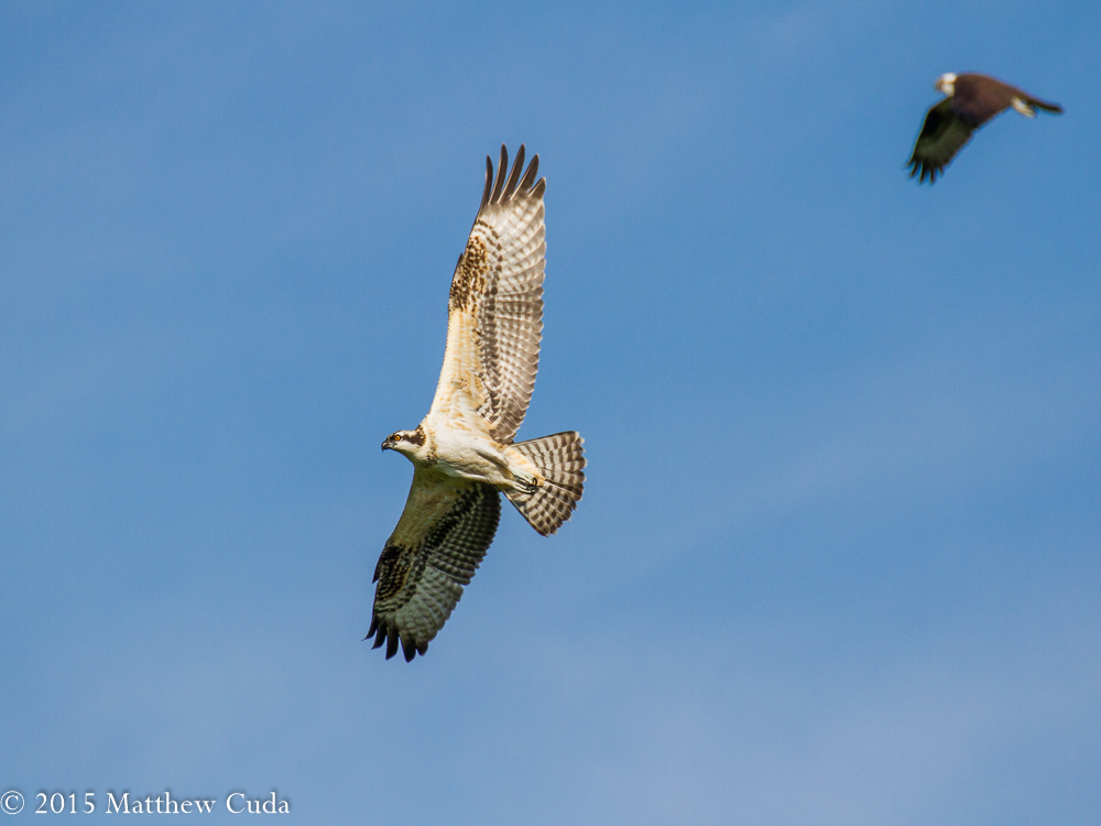 Ospreys of Pennsylvania | Matt Cuda Nature Photography Blog