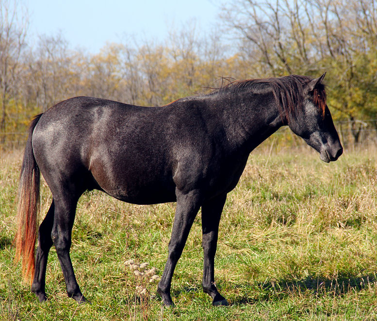 The Horsemeister Blog: John Honegger's Funeral