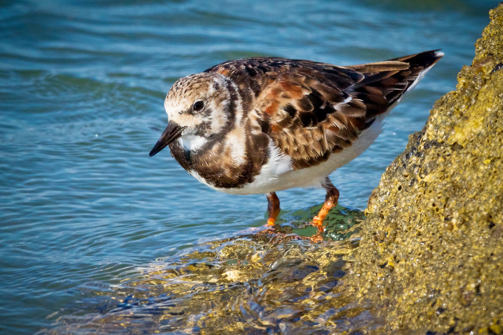 Feather Tailed Stories: Ruddy Turnstone