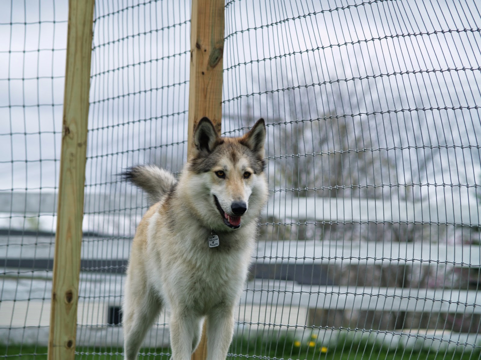 My Rotten Dogs: What is Faolan?