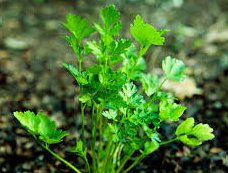 Patrunjelul in superstitii, legende, mituri - diane.ro