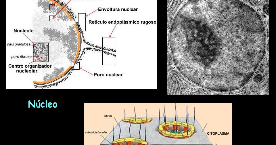 ...y la vida evolucionó: ESTRUCTURA DEL NÚCLEO-13/15