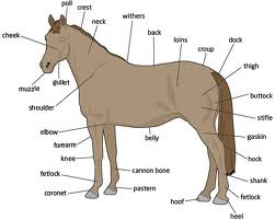 sunnah berkuda: Anggota Sang Kuda~