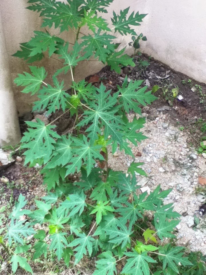 from my garden: Pokok Betik . Papaya tree ,healthier with Epsom salt