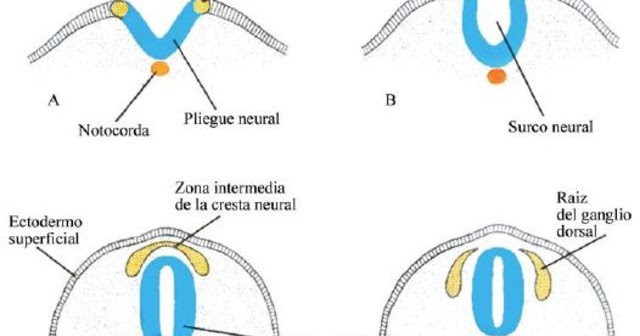 Histo Embriologia : Embriologia del Sistema Nervioso