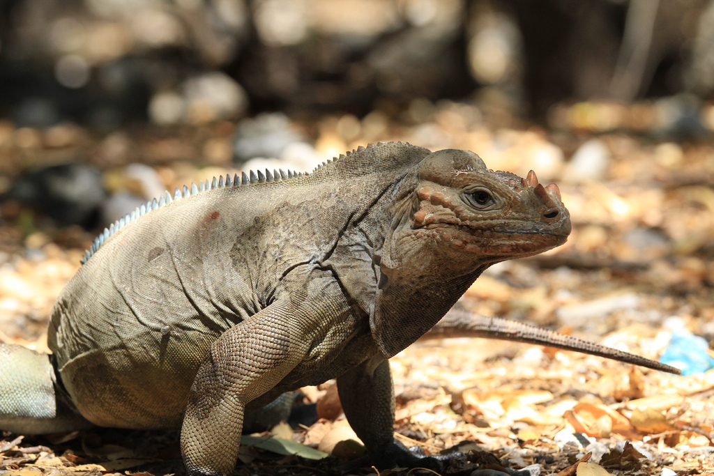 Real Monstrosities: Rhinoceros Iguana