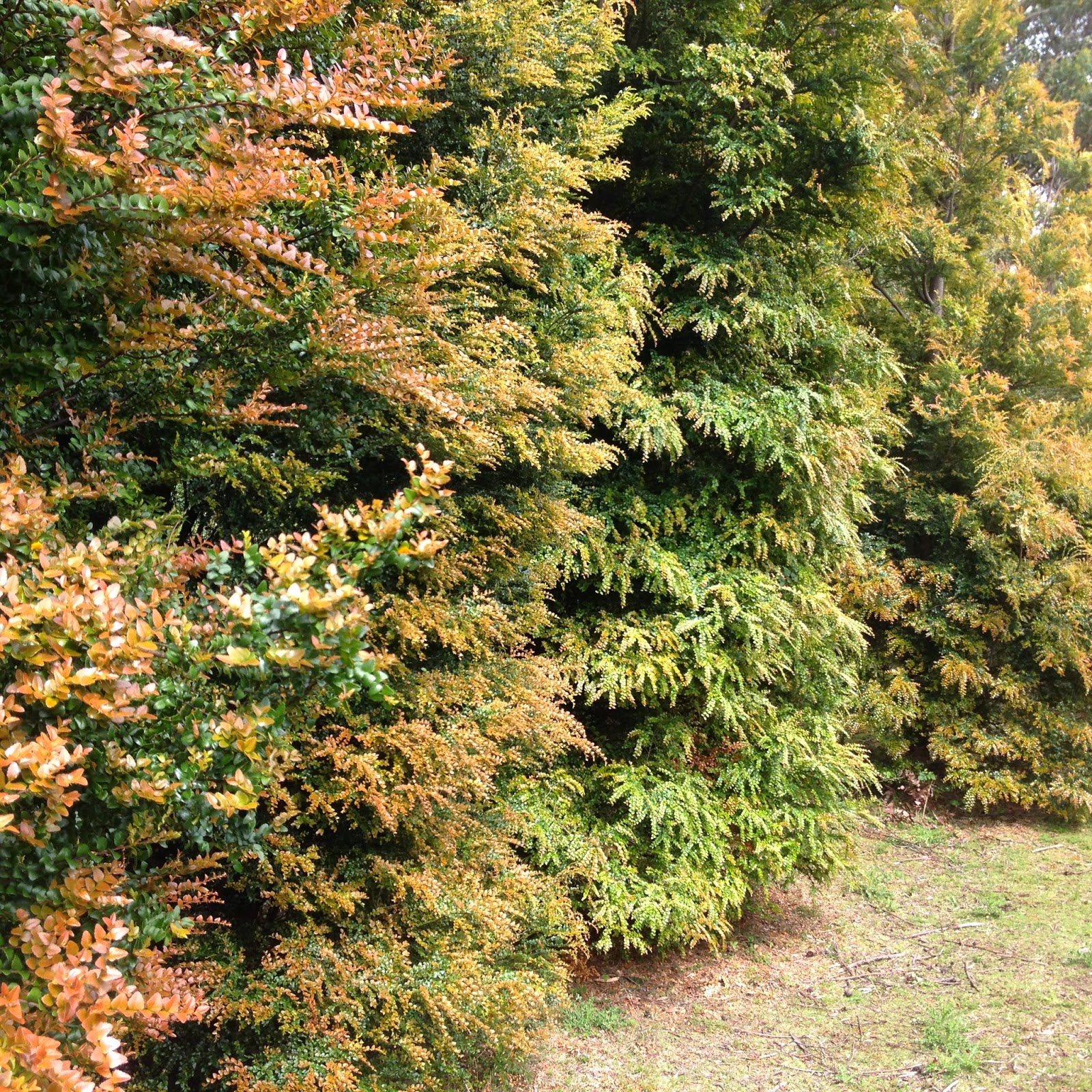Swallows Nest Farm: Myrtle Beech Foliage - Nothofagus Cunninghamii