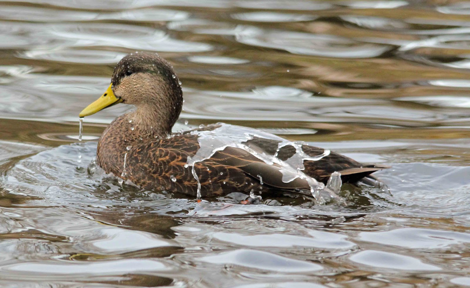OSLO BIRDER: The duck formerly known as Black Duck