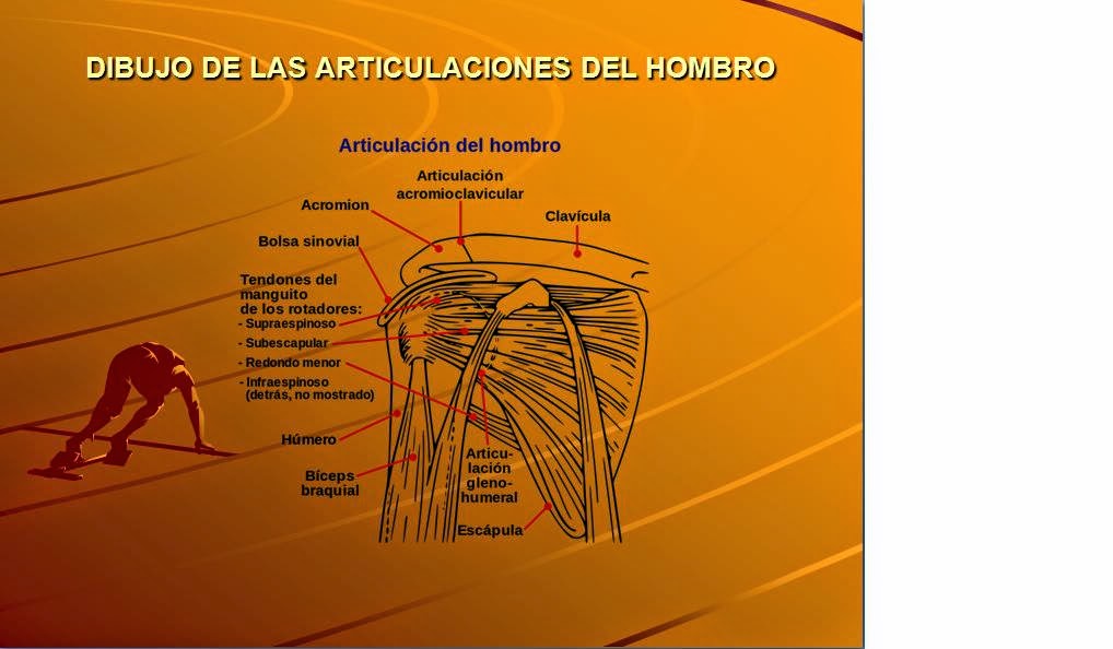 Recreacin Animada En 3d De La Anatomia Del Hombro Youtube