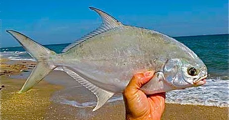 On Foot Angler: From Capt. Charlie @ Fishing Center - Ft Pierce