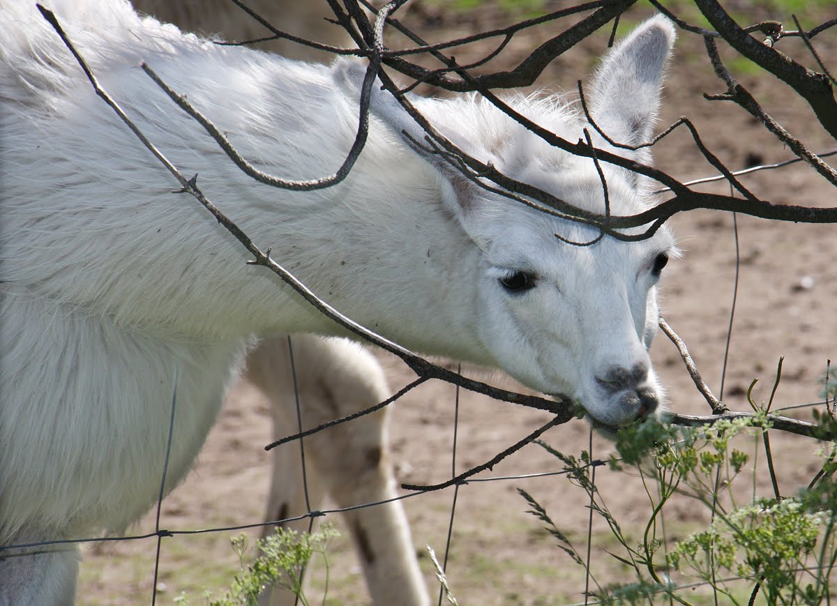 Fra Limfjordens bredder...: Lamaer sælges
