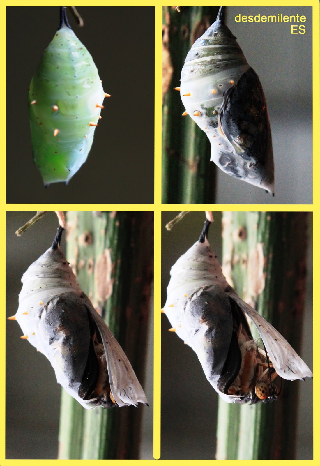 El nacimiento de las mariposas ~ .:El Salvador desde mi lente:.