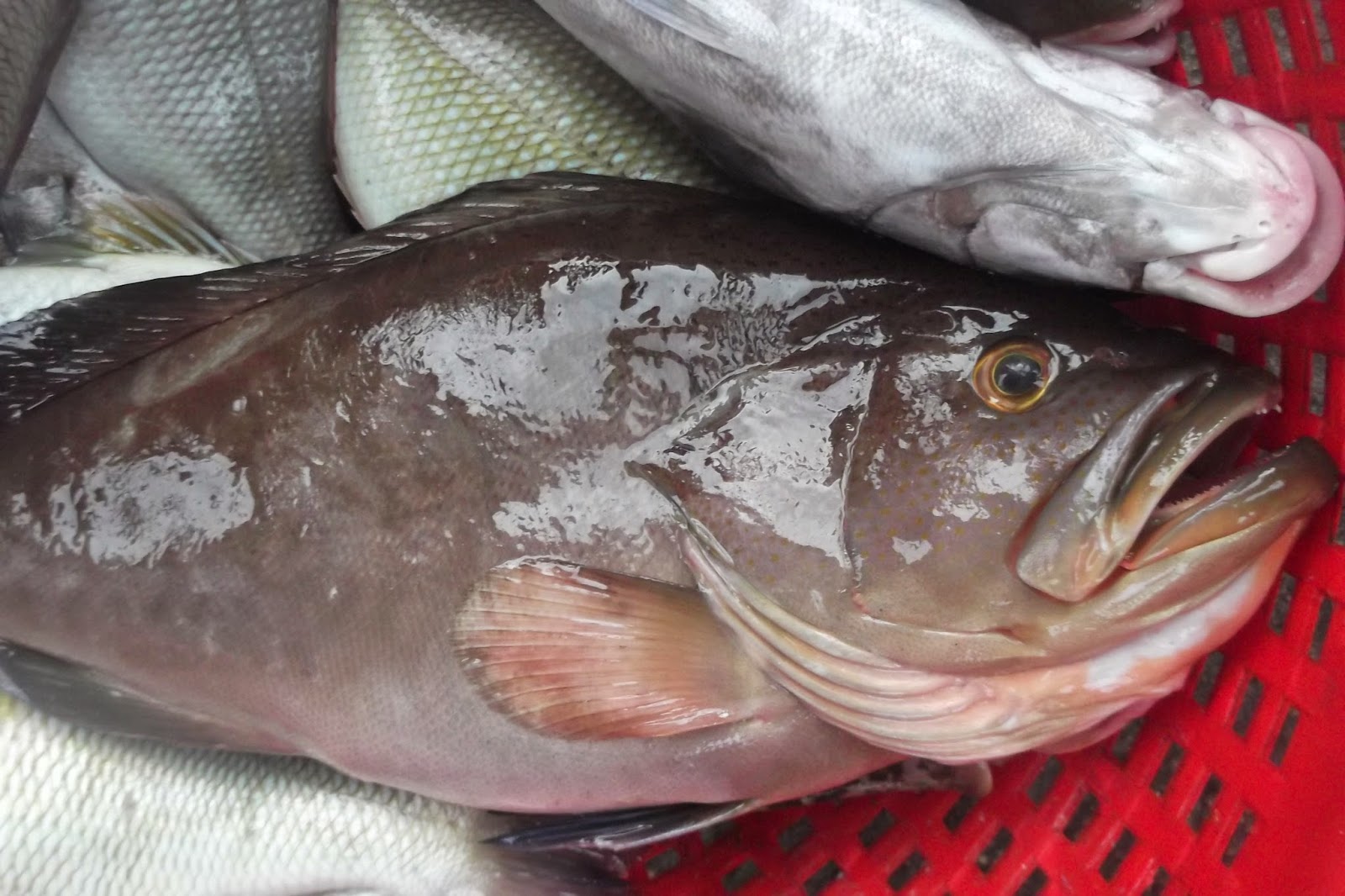 NEGOMBO SEAFOODS: kumbalawa
