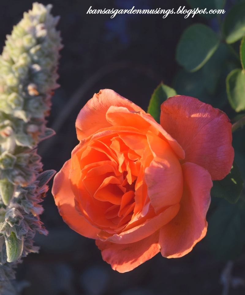 Garden Musings: Griffith Buck Rose