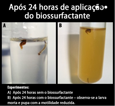 BioProva: Biolarvicida natural elimina larvas do Aedes aegypti em 24 horas